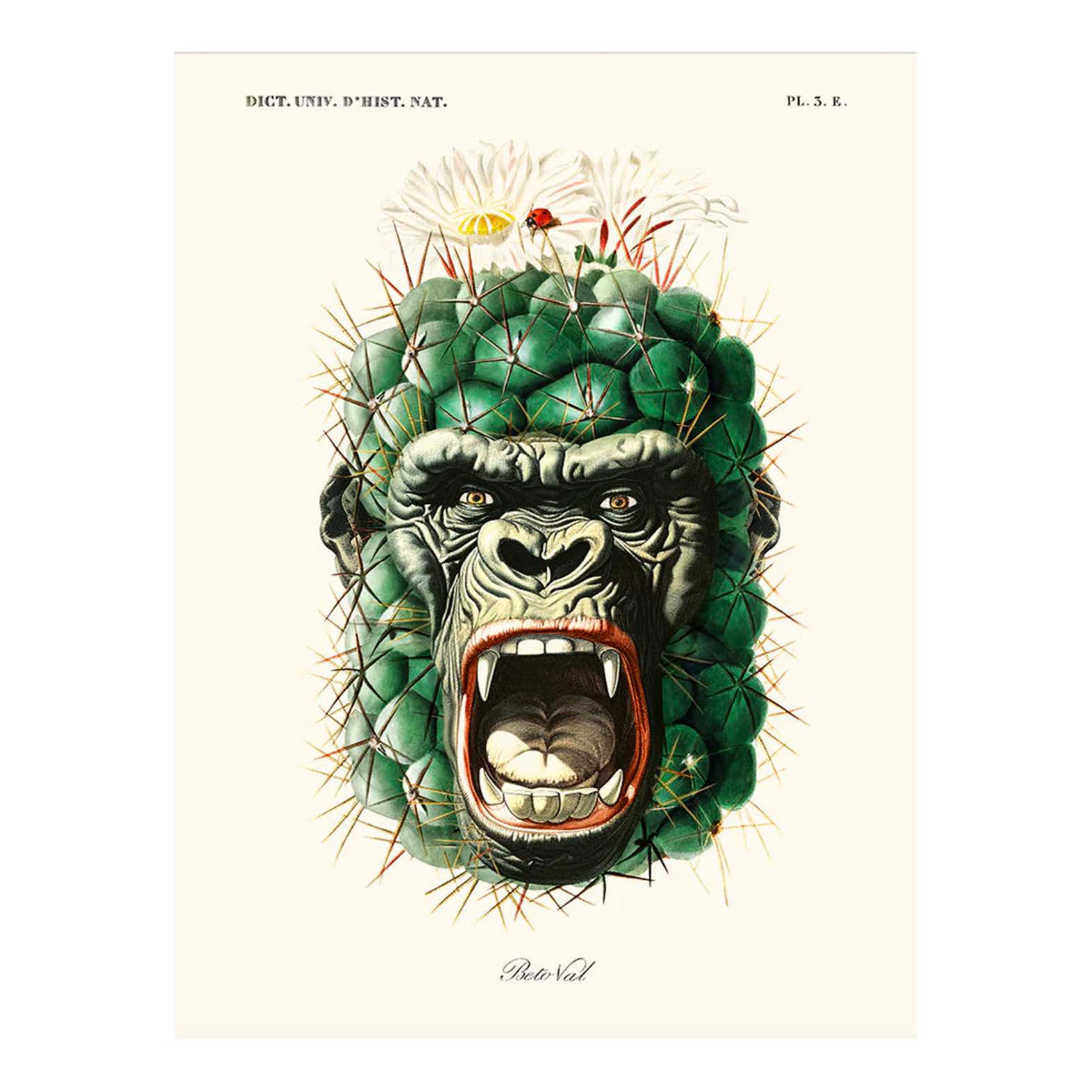 Kactus Kong - Béto Val– Galerie Portfolio