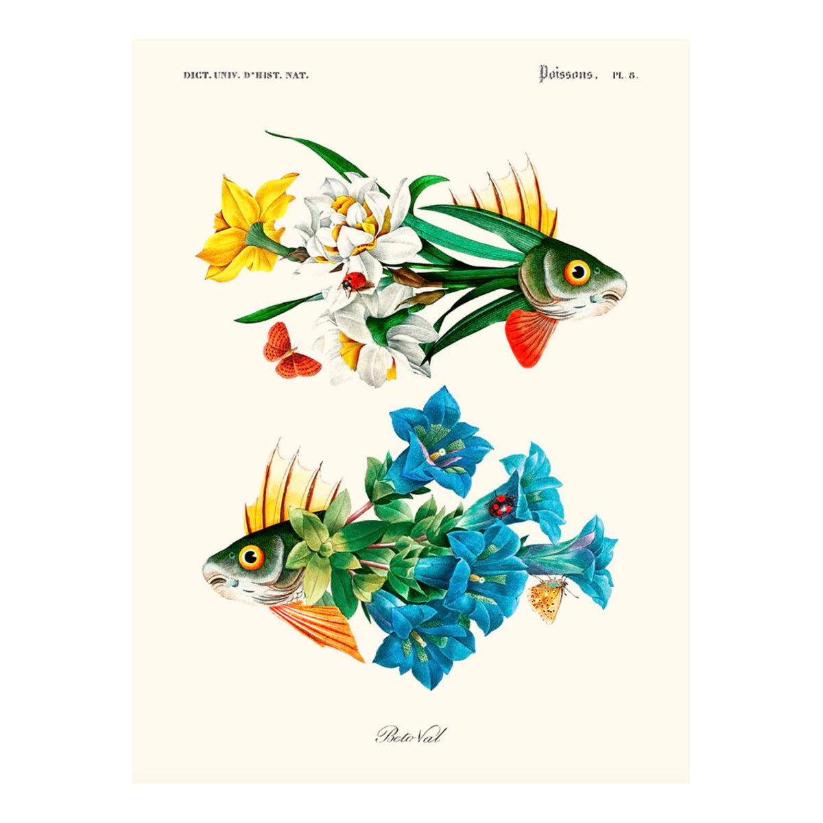 Flower Fish - Béto Val– Galerie Portfolio