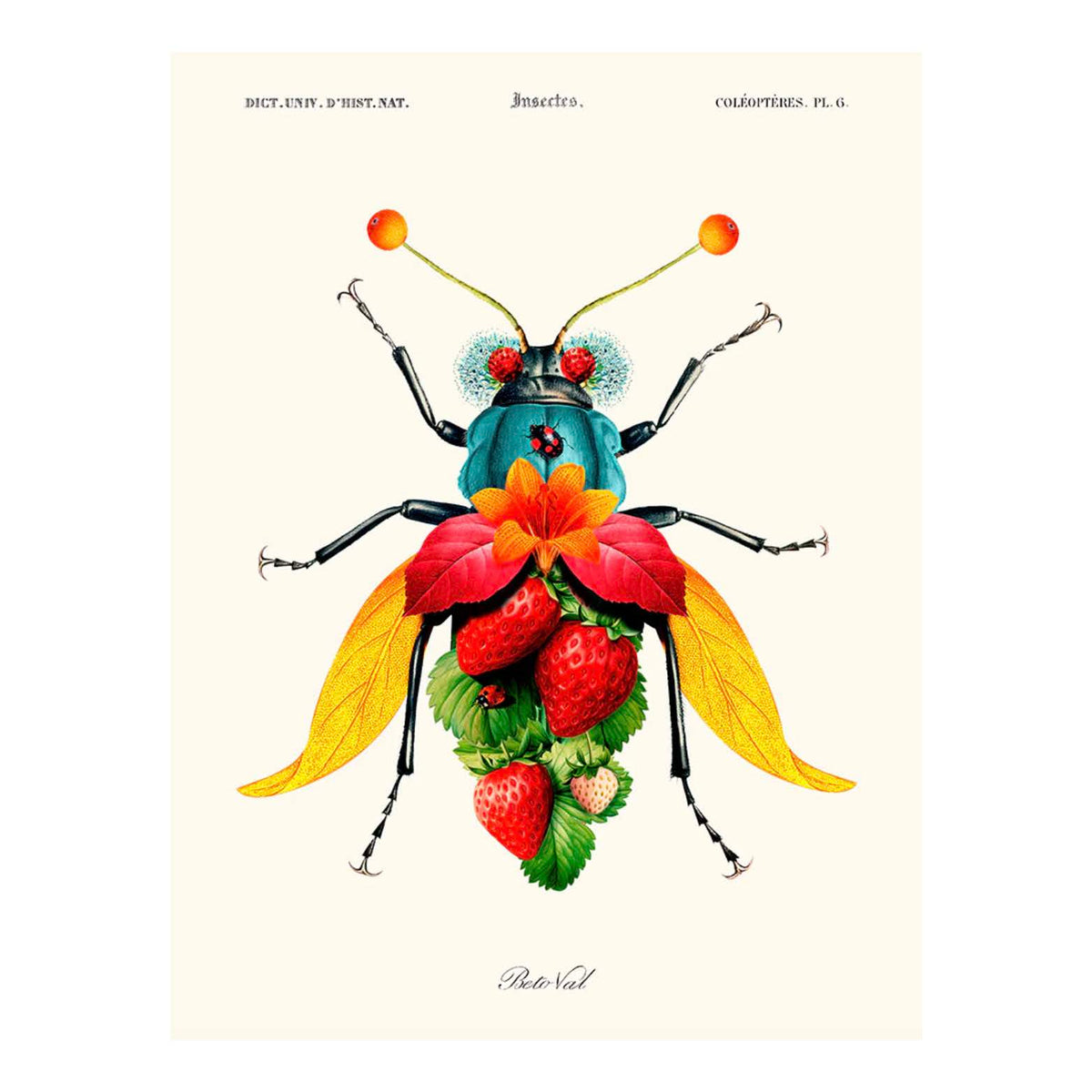 Insect Fruit - Béto Val– Galerie Portfolio